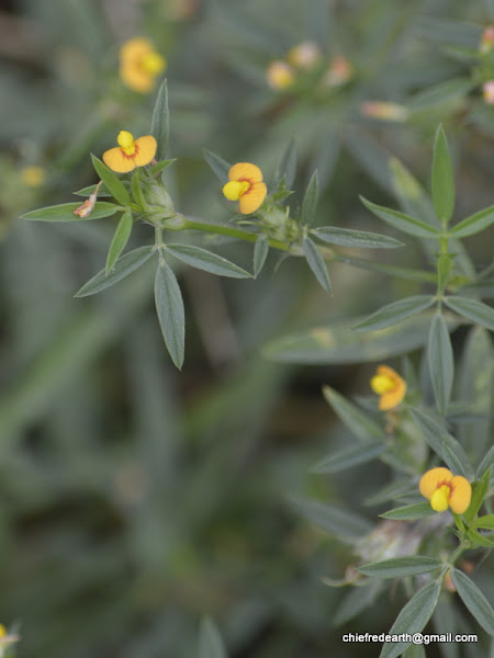 Caribbean stylo, Pencil flower, Mother Segal, Tebeneque | Project Noah