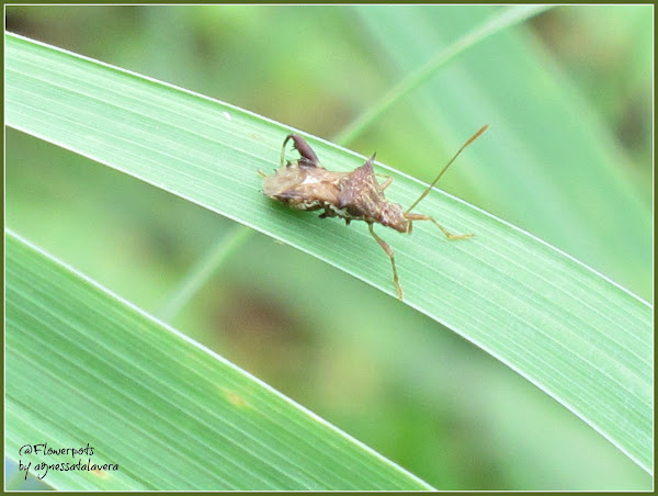 Spiny Brown Pod Bug | Project Noah