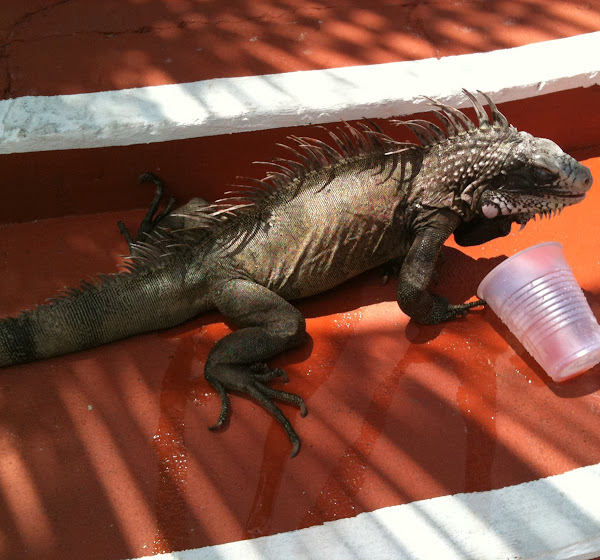 Iguana | Project Noah