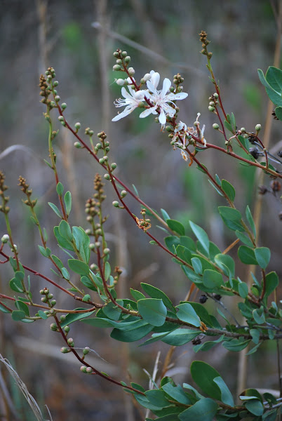 Tar Flower | Project Noah