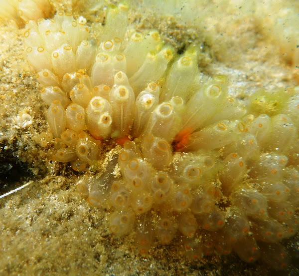 Mangrove tunicate. Ascidia | Project Noah