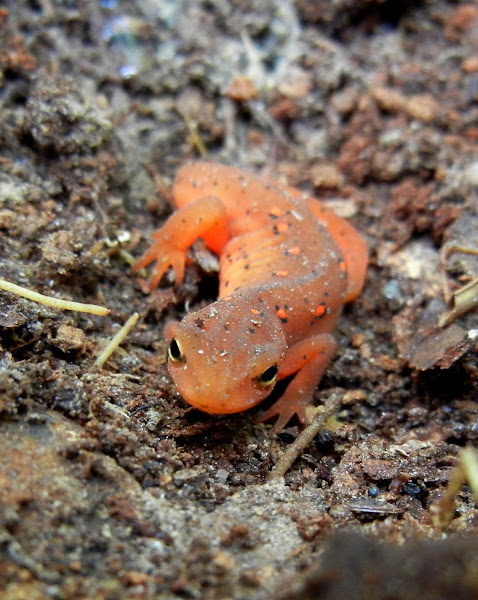 Eastern (Red-Spotted) Newt | Project Noah