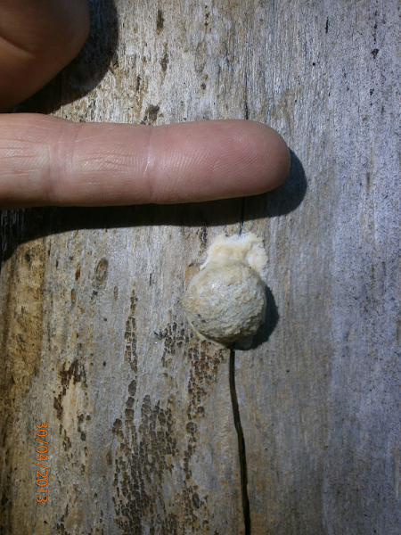 The False Puffball? | Project Noah