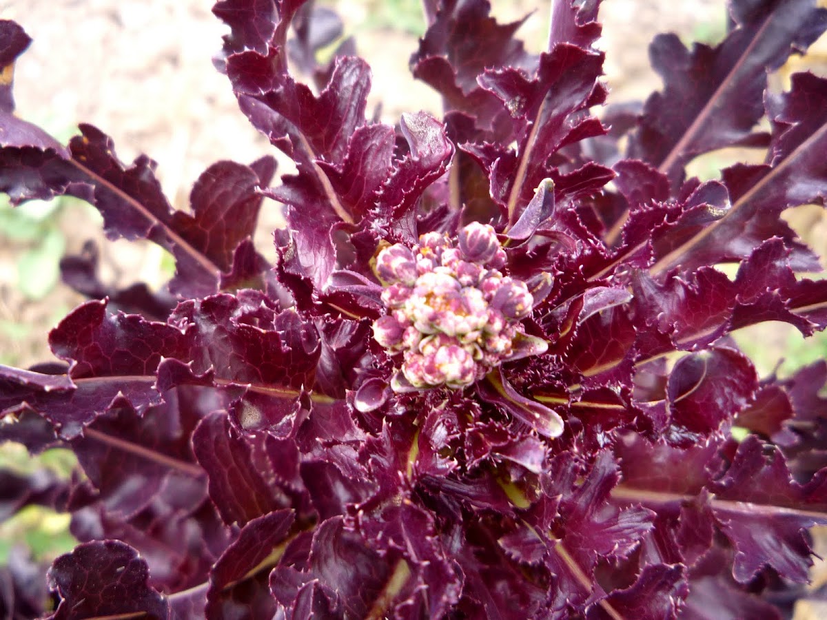 Lechuga roja | Project Noah