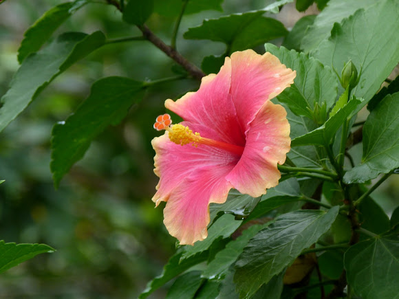 Gumamela | Project Noah