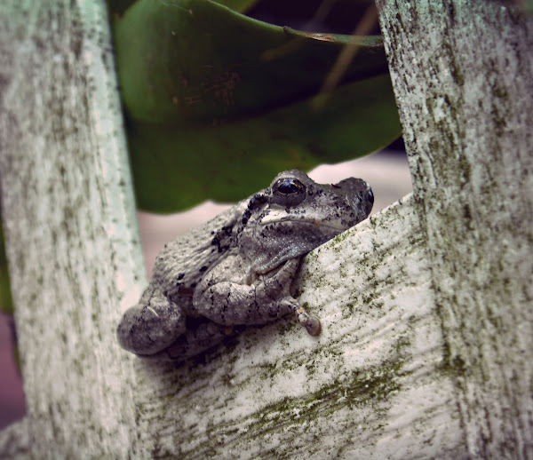 Grey Treefrog | Project Noah