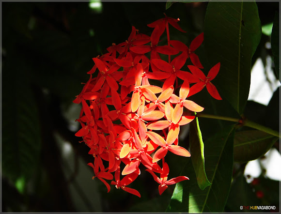 Faja Lobbi | Project Noah