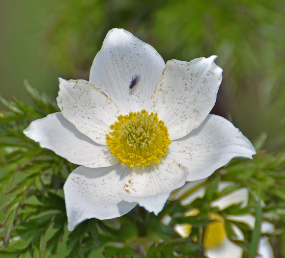 Alpine anemone/Pulsatille des alpes | Project Noah