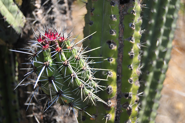 Pitayo (Pitaya Cactus) | Project Noah