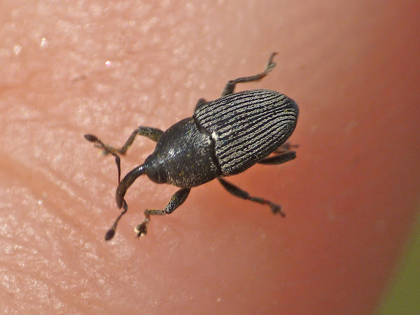 True weevil | Project Noah