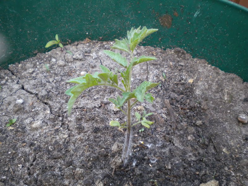 Sweet 100 Cherry Tomato | Project Noah