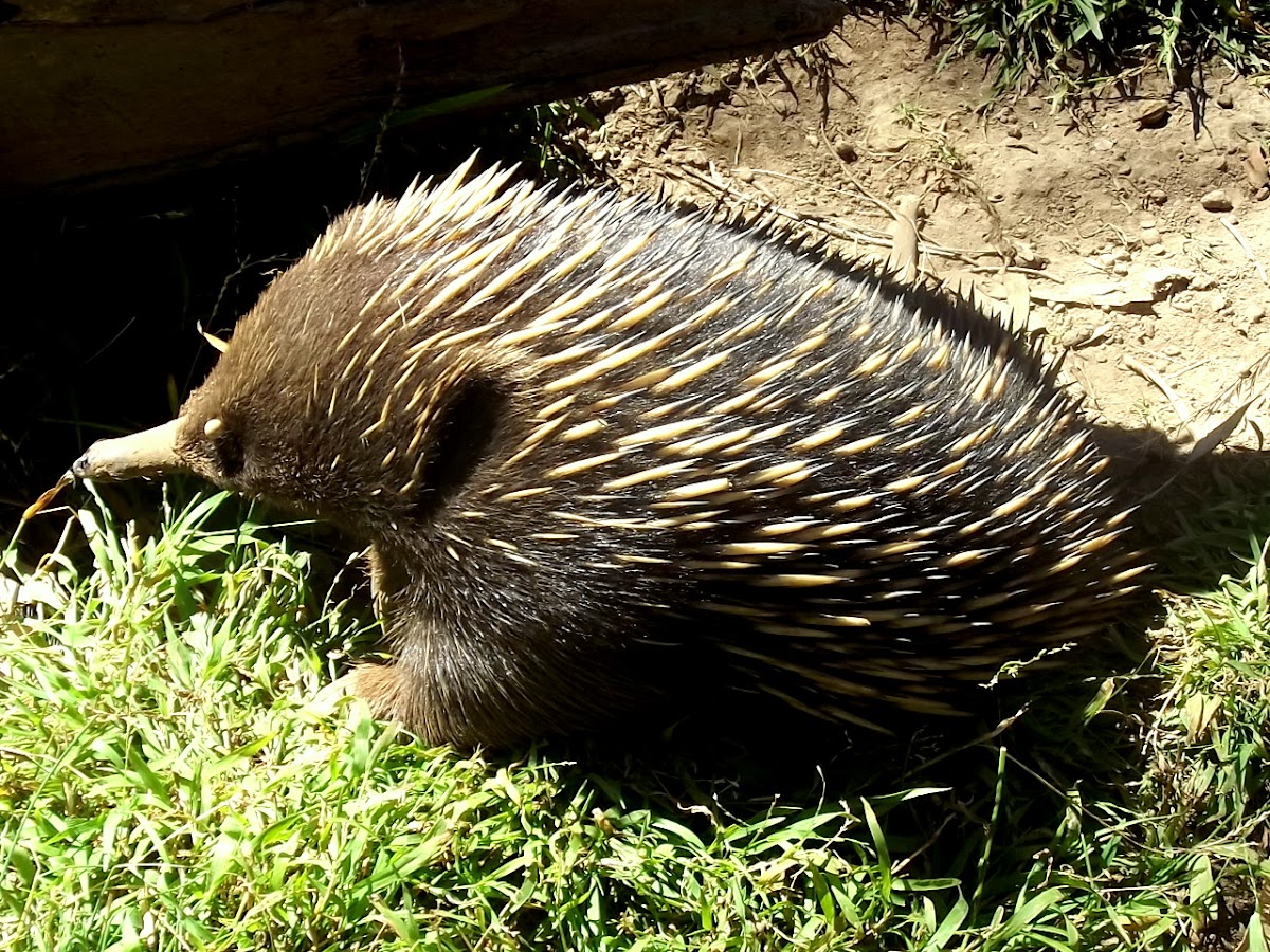 Echidna | Project Noah