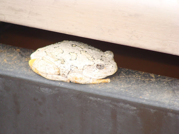 Cope's/Gray Treefrog | Project Noah