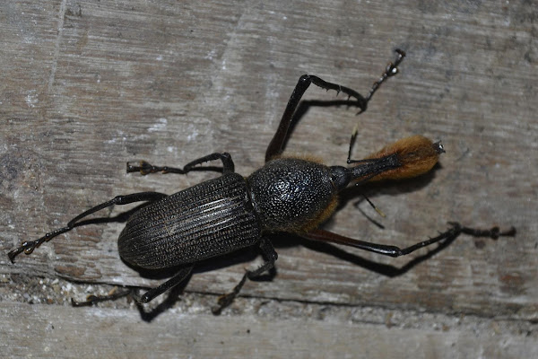 Bearded Weevil | Project Noah