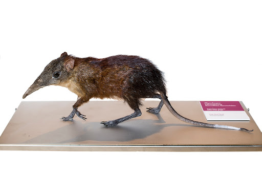 Rhynchocyon udzungwensis... Sengi to its friends — Google Arts & Culture