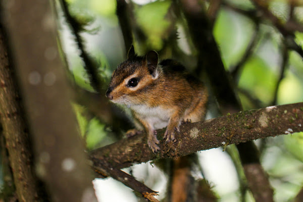 Townsend's Chipmunk | Project Noah