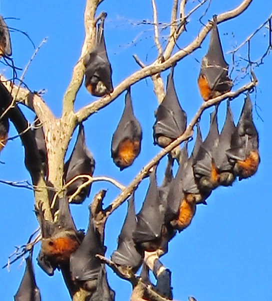Grey-headed Flying Fox (colony July 2013) | Project Noah
