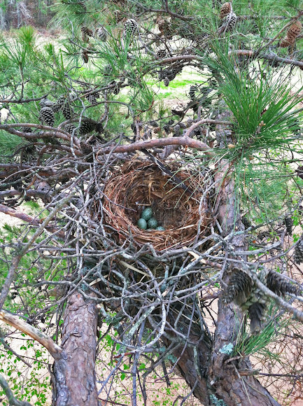 American Crow nest with eggs | Project Noah