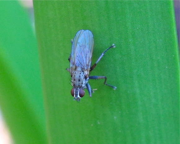 Muscid Fly | Project Noah