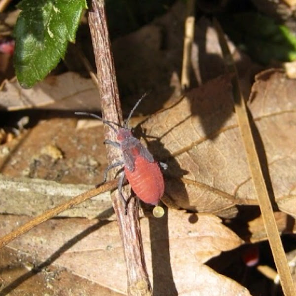 Red-shouldered Bug Nymph | Project Noah