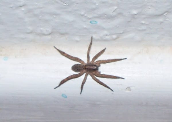 Barn Funnel Weaver Spider or Domestic House Spider | Project Noah