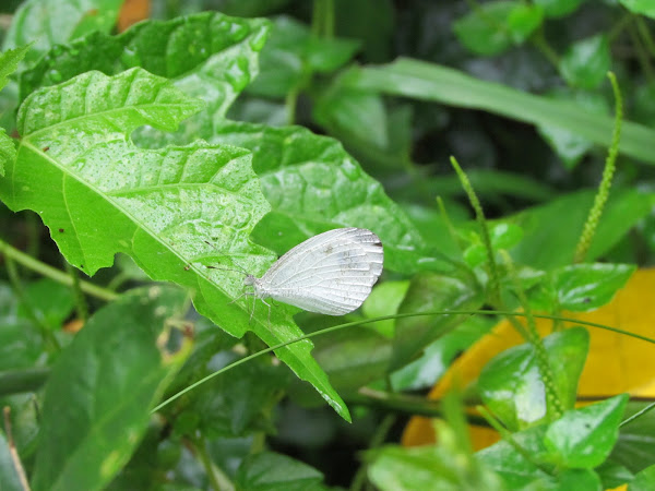 Psyche butterfly | Project Noah