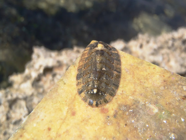 Chitón, Quitón oliváceo | Project Noah