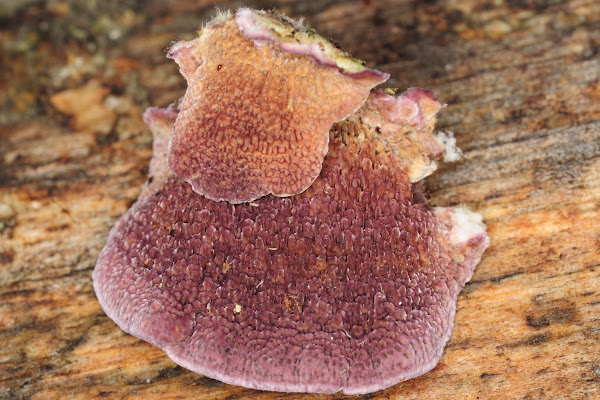 Trichaptum abietinum | Project Noah