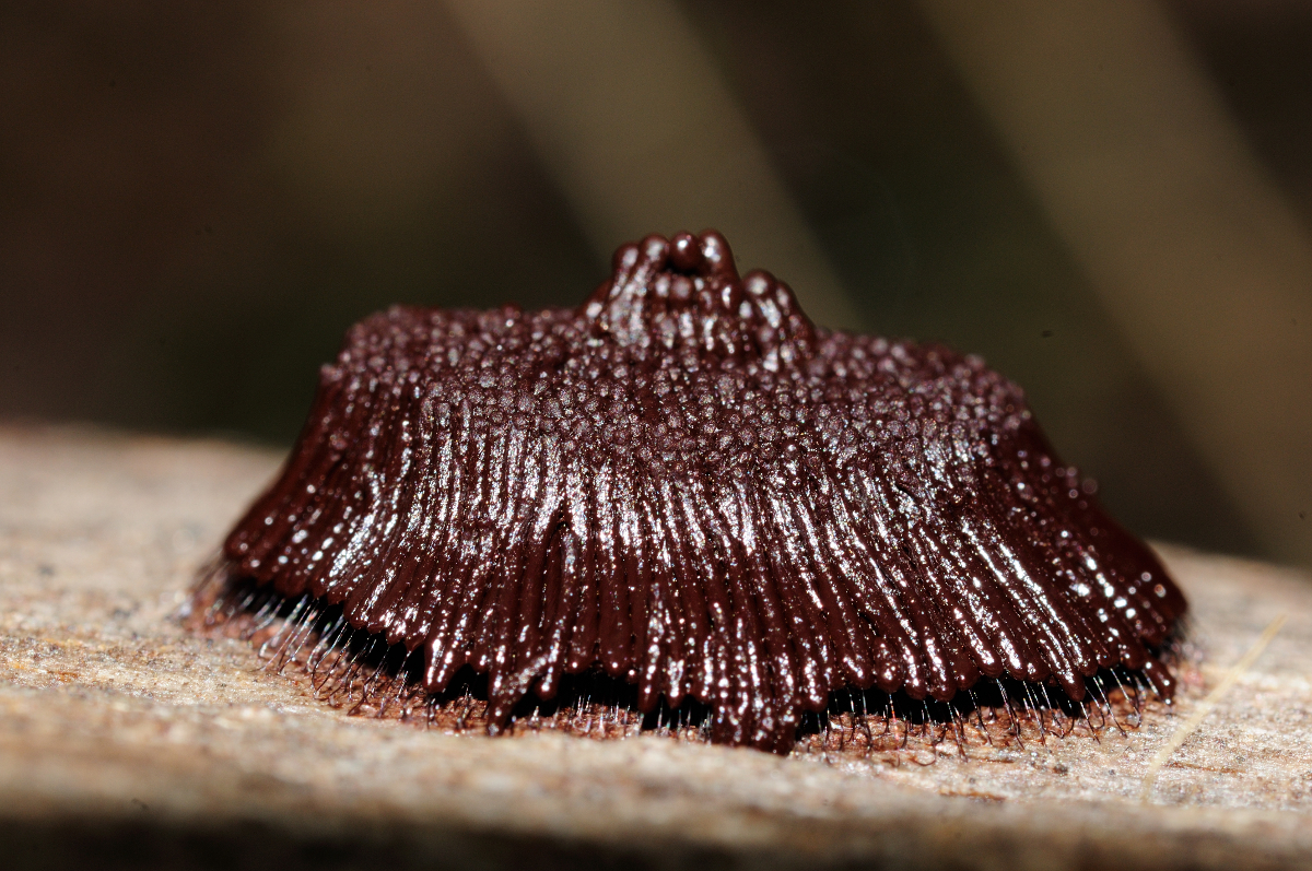 Stemonitis cf. fusca | Project Noah