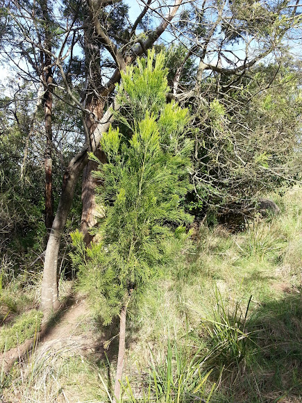 Native Cherry Tree | Project Noah
