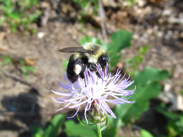 Common Eastern Bumblebee | Project Noah