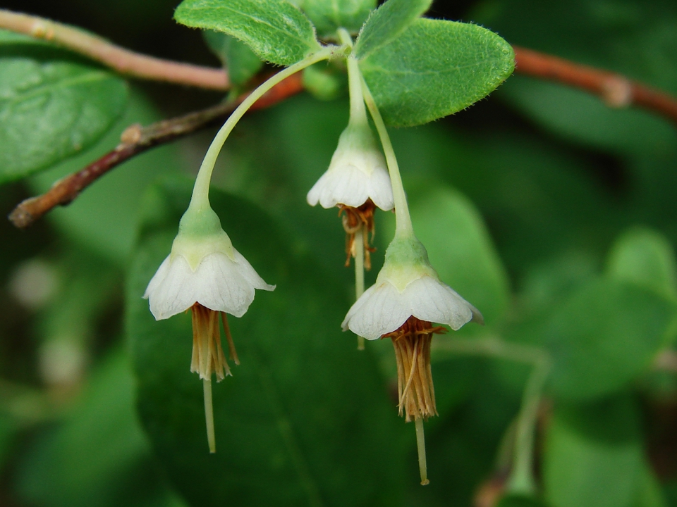 Deerberry | Project Noah