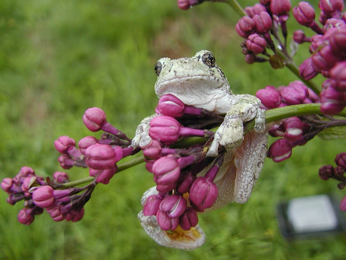 Gray tree frog | Project Noah