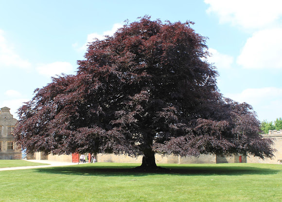 Copper Beech Tree | Project Noah