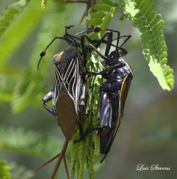 Giant Mesquite Bug | Project Noah