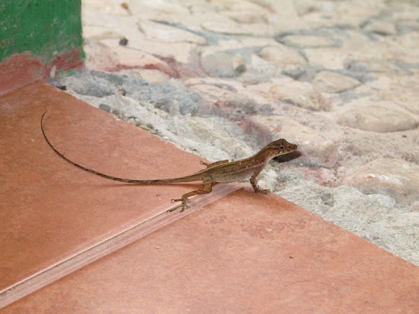 Spotting | Project Noah