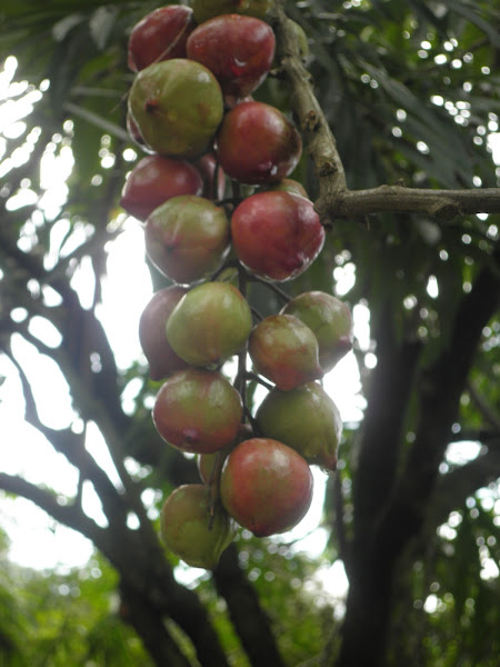 Johore Tree | Project Noah