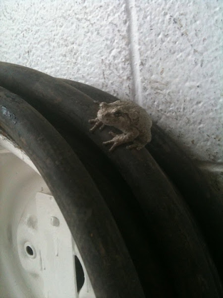 grey tree frog | Project Noah