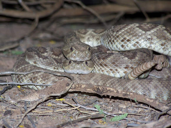 Mohave Rattlesnake | Project Noah