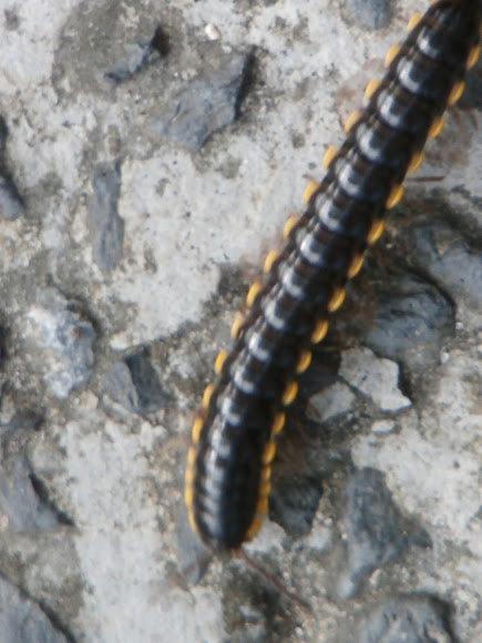 Flat-backed Millipede | Project Noah
