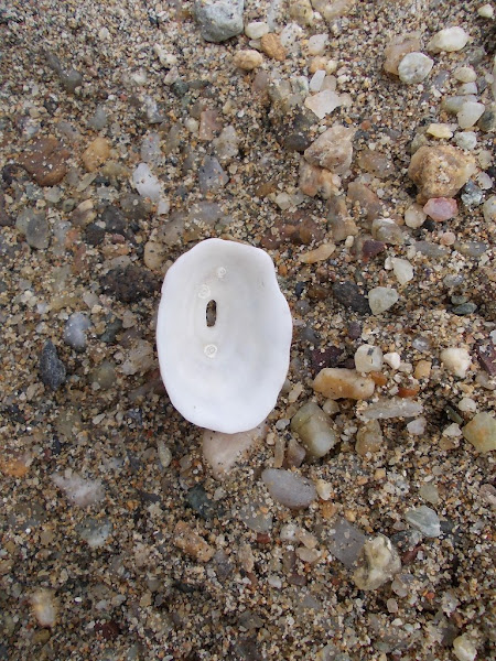 Greek keyhole limpet (πεταλίδα) | Project Noah