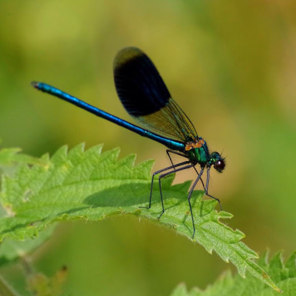 Banded Demoiselle | Project Noah