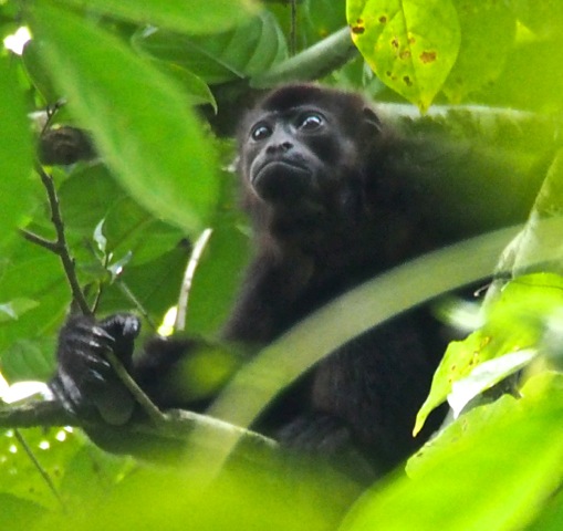Howler Monkey | Project Noah