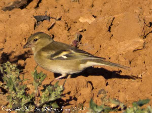 Chaffinch; Pinzón Común | Project Noah