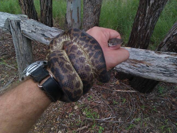 Spotted Python | Project Noah