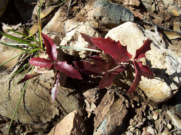 Emory oak | Project Noah