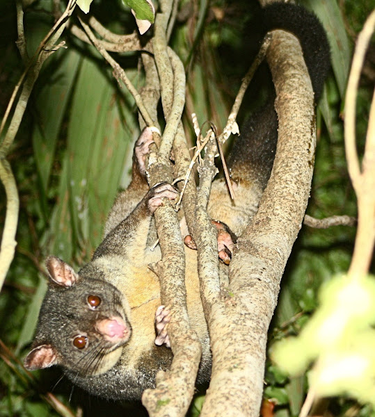 Short-eared possum | Project Noah