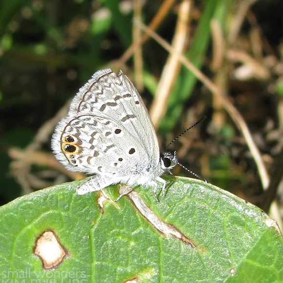 Ceraunus Blue | Project Noah