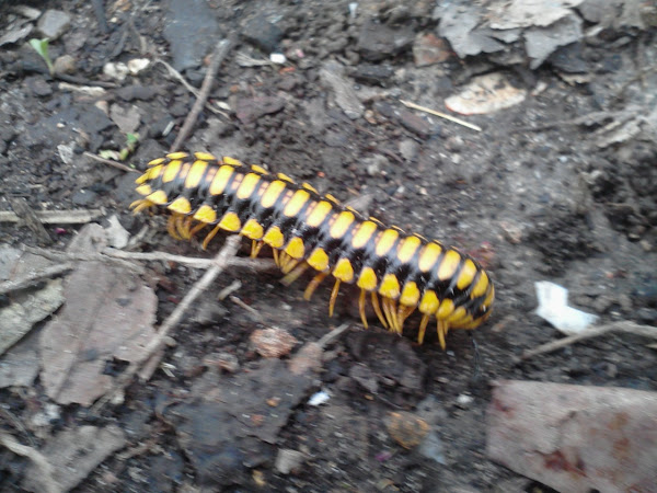 Flat-backed Millipede | Project Noah