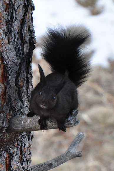 Abert's Squirrel | Project Noah